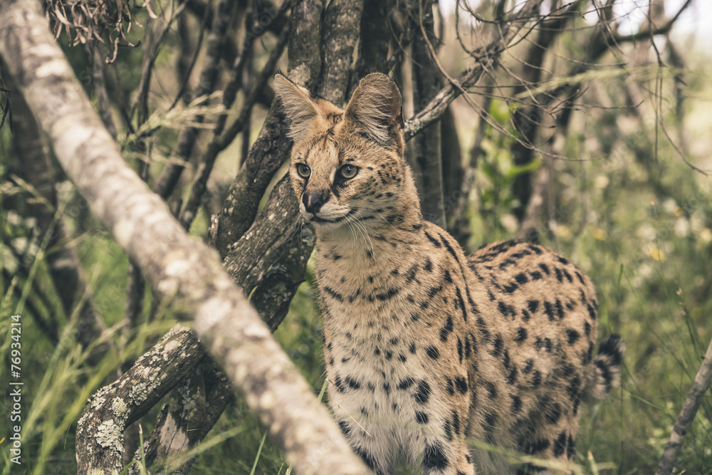 Serval cat standing between bushes. Tenikwa wildlife sanctuary. Stock ...