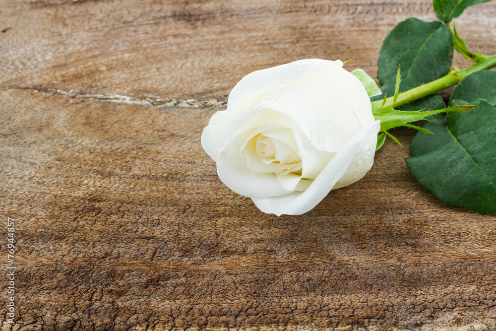 White rose. Stock Photo | Adobe Stock
