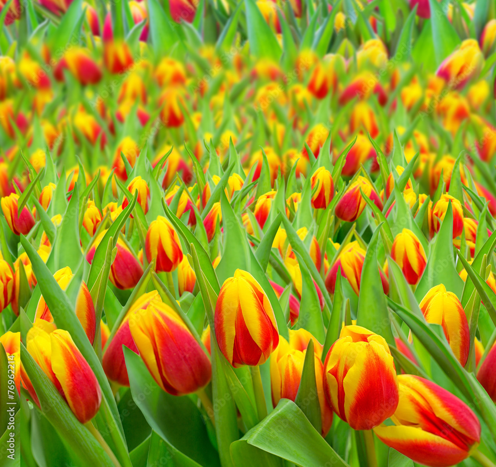 Tulpenfeld in der Natur Stock-Foto | Adobe Stock