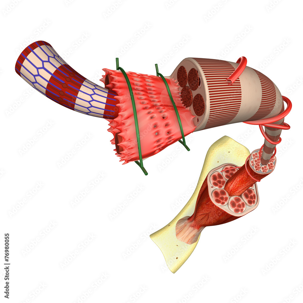 Muscle tissue Stock Illustration | Adobe Stock