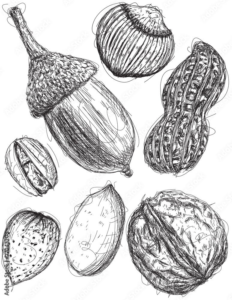 Multiple nut sketches Stock Vector | Adobe Stock