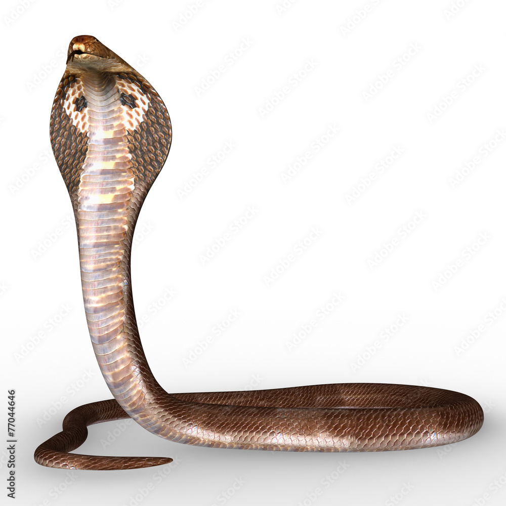 Naga snake Stock Illustration | Adobe Stock