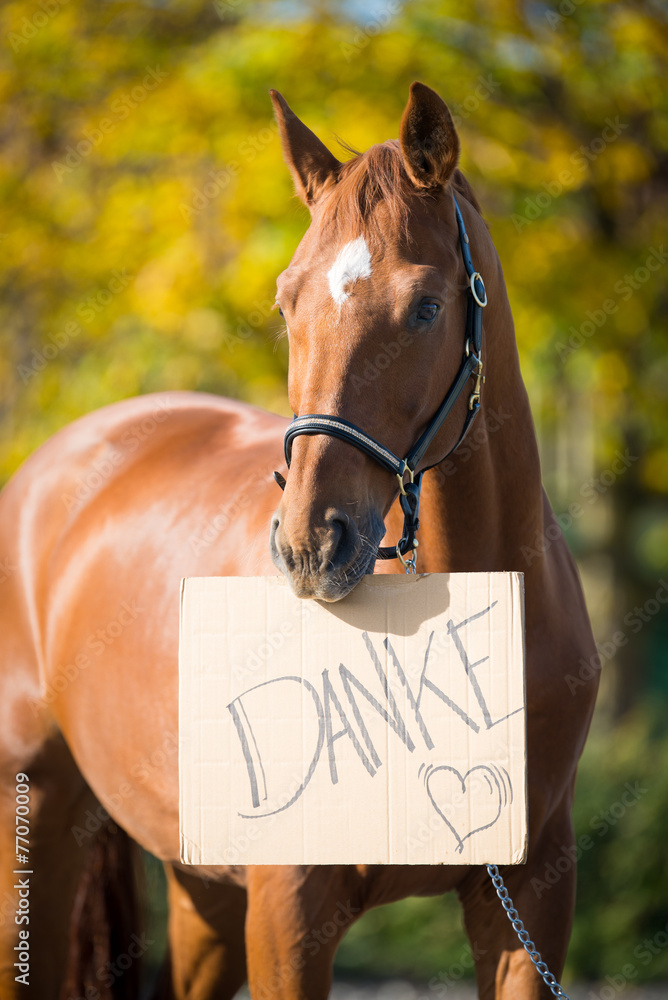 Danke - Pferd mit Schild Stock Photo | Adobe Stock Danke - Pferd mit Schild Stock Photo | Adobe Stock