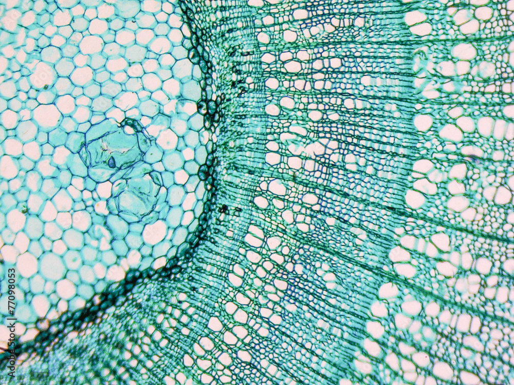 Tilia stem micrograph Stock Photo | Adobe Stock Tilia stem micrograph Stock Photo | Adobe Stock