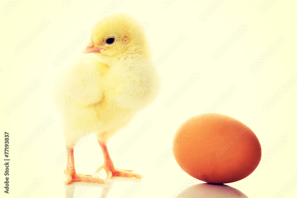 Small yellow chick with egg. Stock Photo | Adobe Stock