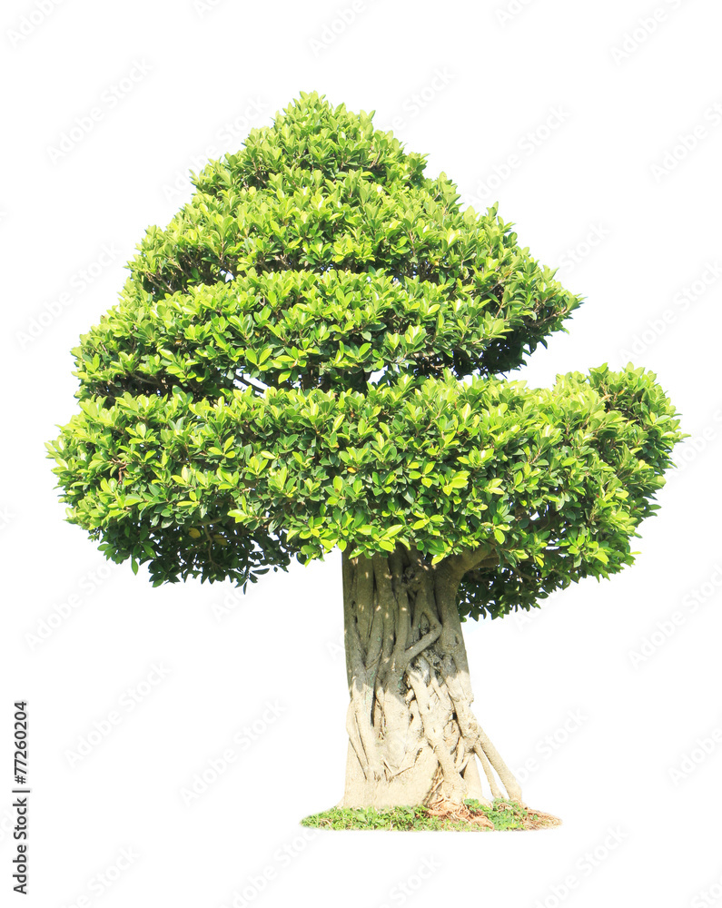 Streblus asper tree isolated on white background Stock-Foto | Adobe Stock