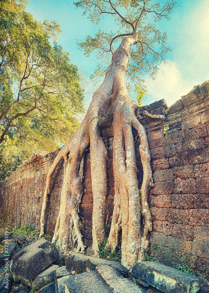 Preah Khan Temple ancient tree roots, Angkor Stock Photo | Adobe Stock