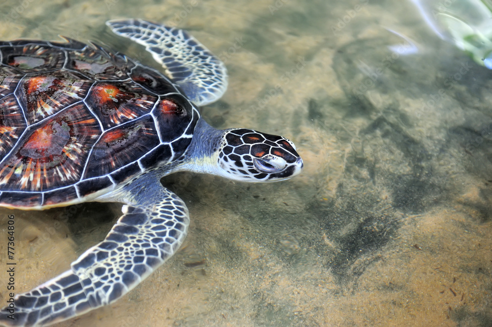 Turtle Stock Photo | Adobe Stock