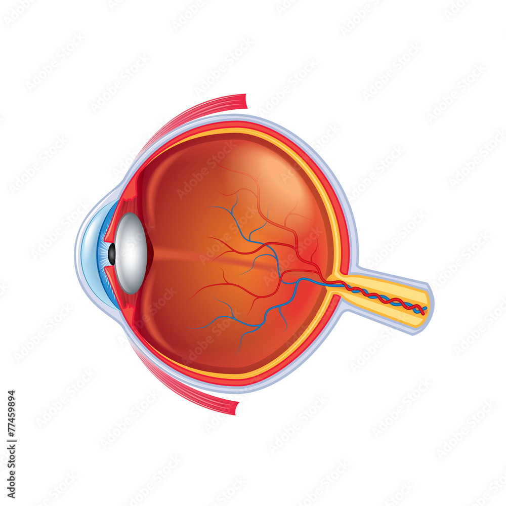Eye anatomy isolated on white vector Stock Vector | Adobe Stock