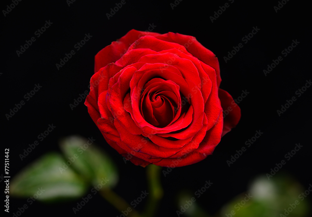 one red rose on a black background Stock Photo | Adobe Stock