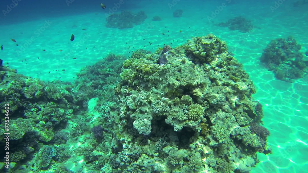 Sea and water life, people having fun, sea creatures with corals ...
