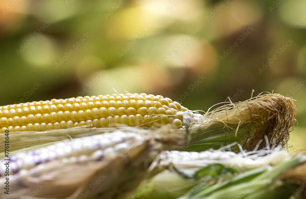 Fresh Sweet Corn and Indian Corn show seed lay on pod corns.Bac Stock ...
