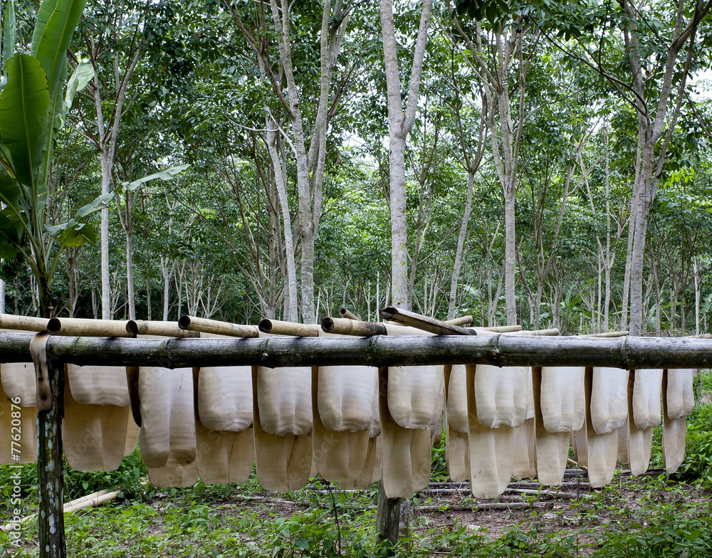 Rubber Sheet from latex on bamboo clothesline.Background is para Stock ...