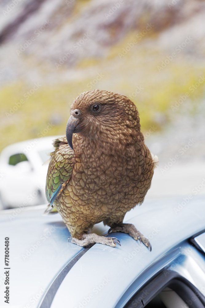 Kea Parrot landed on tourist's car Stock Photo | Adobe Stock