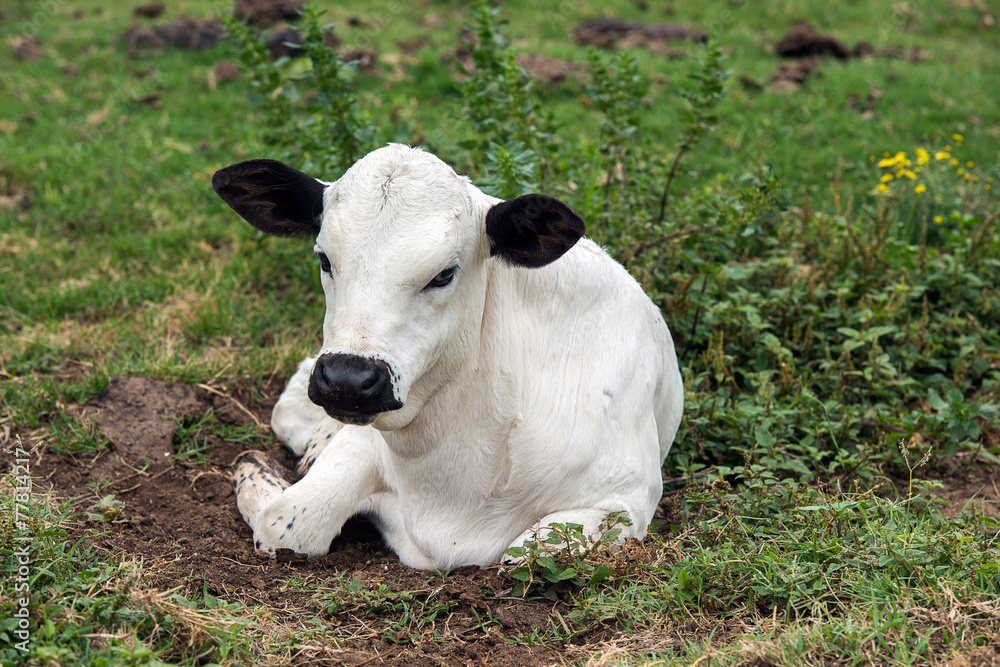 Nguni Cattle Stock Photo | Adobe Stock
