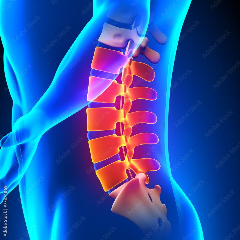 Lumbar Spine Anatomy Pain concept Stock Illustration | Adobe Stock