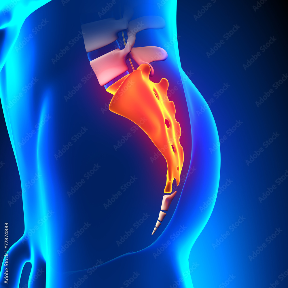 Sacrum Bone Anatomy pain Stock Illustration | Adobe Stock