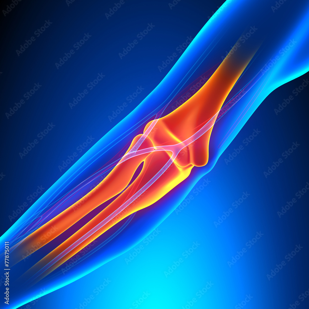 Elbow Joint Anatomy - Detailed with Circulatory System Stock Photo ...