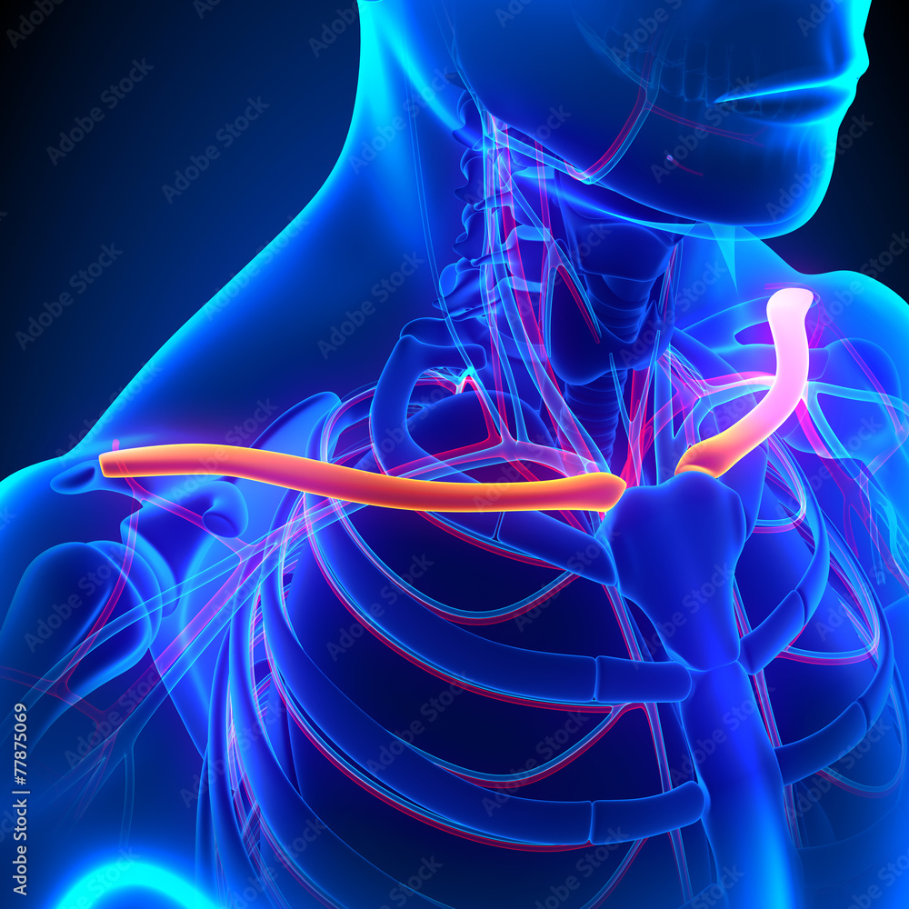 Clavicle Bone Anatomy with Circulatory System Stock Illustration ...