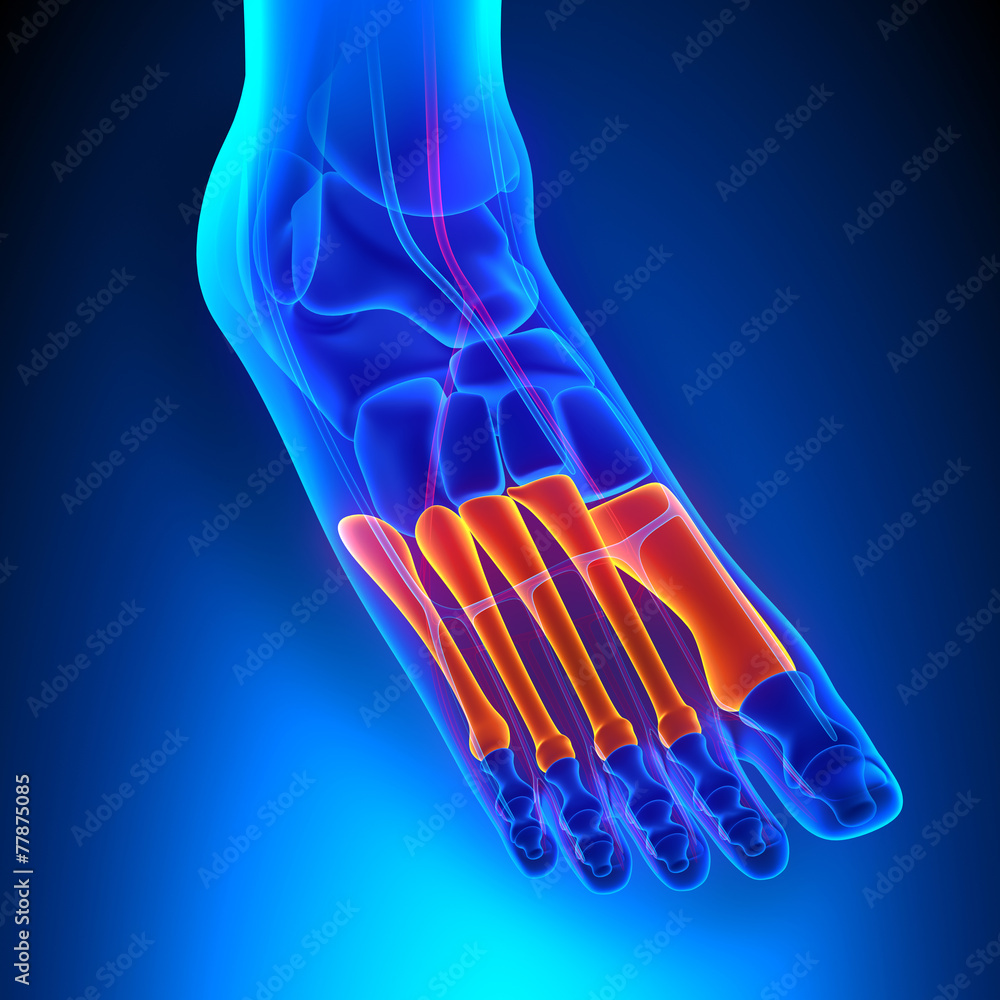 Metatarsals Bones Anatomy with Circulatory System Stock Photo | Adobe Stock