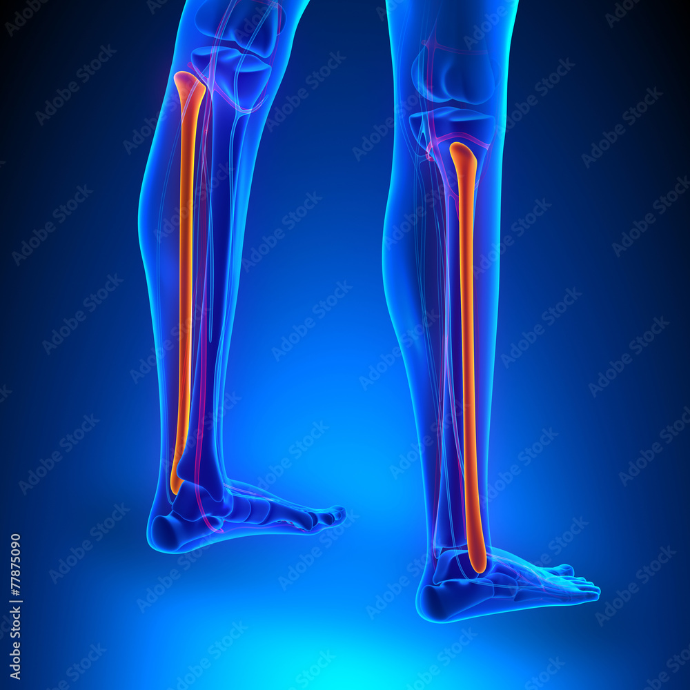 Fibula Bone Anatomy with Circulatory System Stock Illustration | Adobe ...