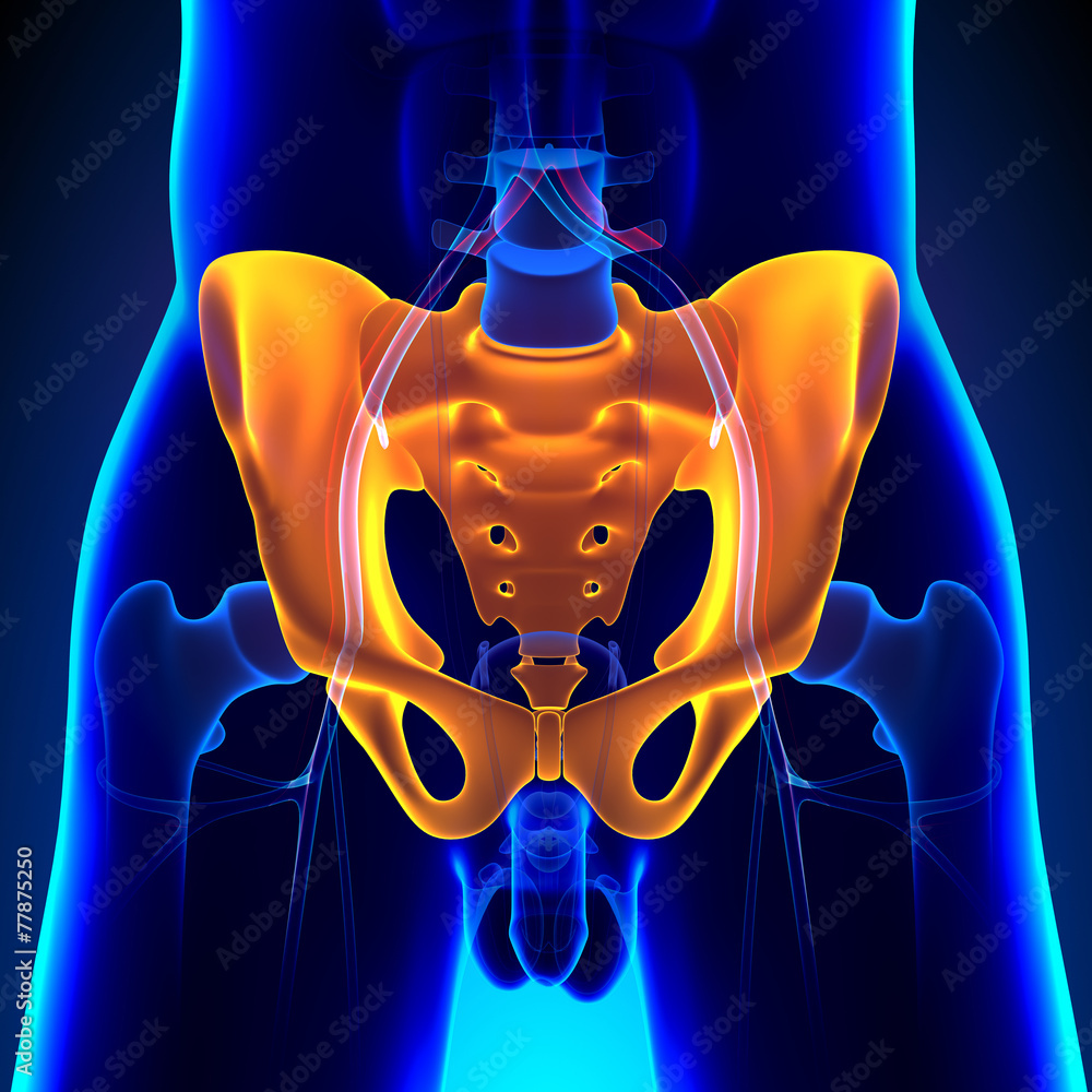 Hip Pelvic Sacrum Bone Anatomy with Circulatory System Stock ...