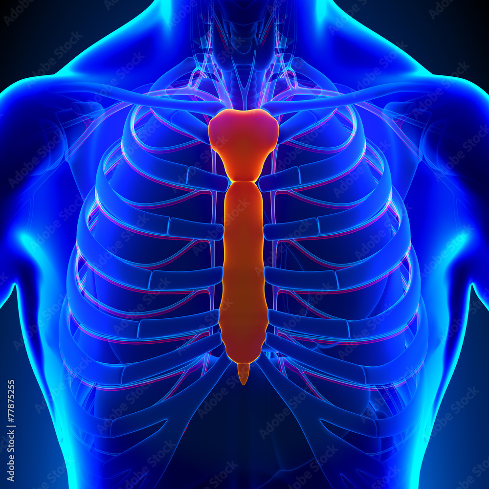 Sternum Bone Anatomy with Ciculatory System Stock Illustration | Adobe ...