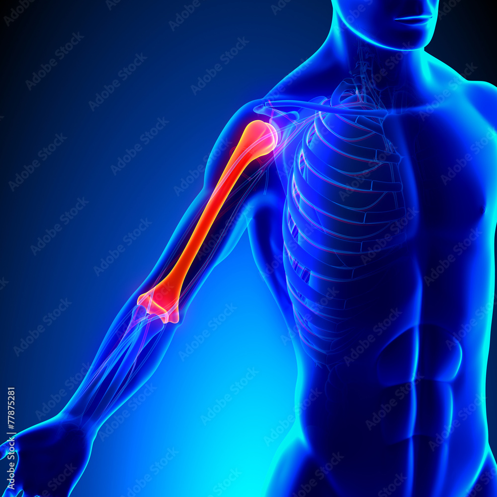 Humerus Anatomy with Circulatory System Stock Illustration | Adobe Stock