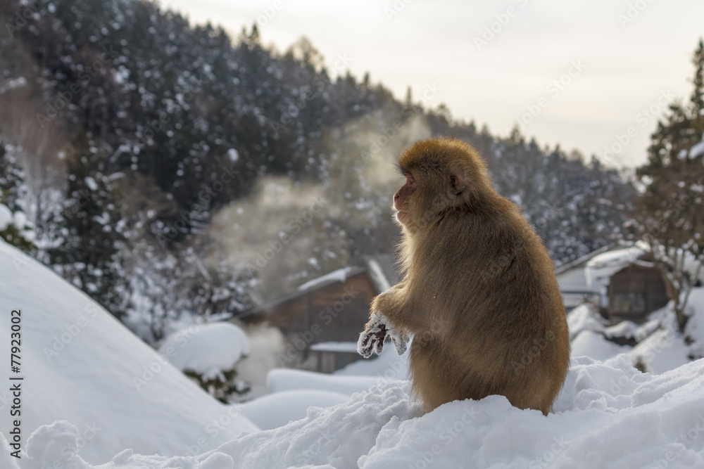 Poster Snow monkey at the jigokudani monkey park – Wall Art | UkPosters