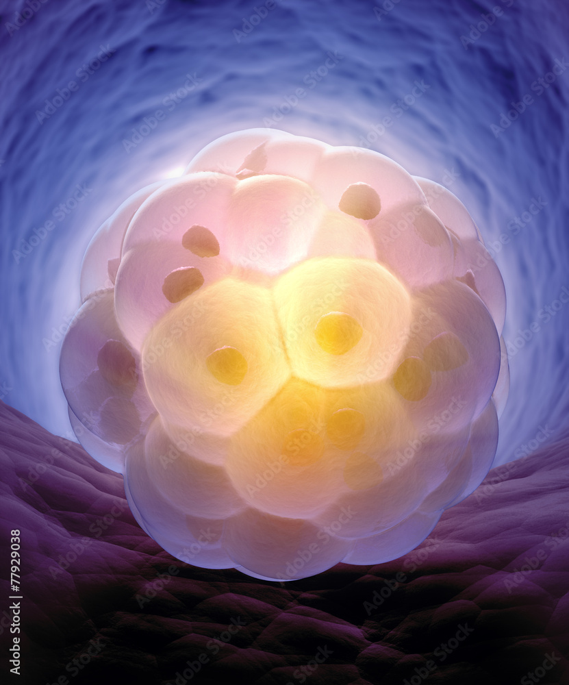 Embryo cleavage Stock Illustration | Adobe Stock
