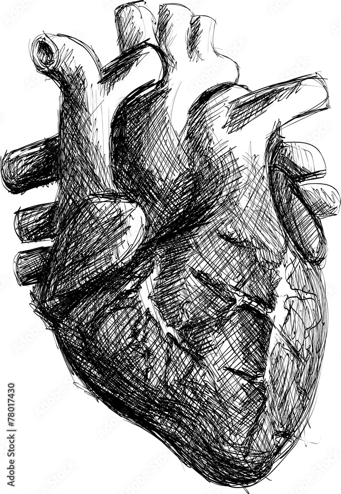 Hand drawn realistic human heart sketch black and white Stock Vector ...