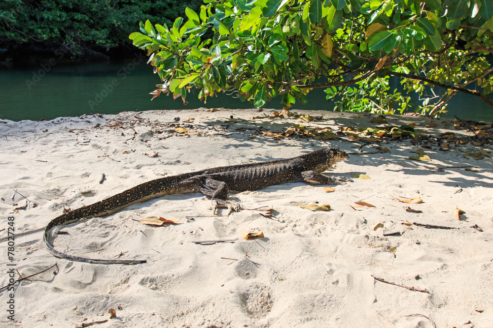 Lizard on a beach of the Philippines, Palawan water monitor Stock Photo ...