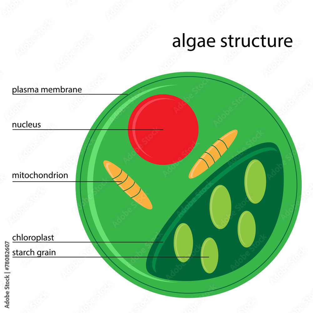 Vector illustration of algae structure with description Stock Vector ...