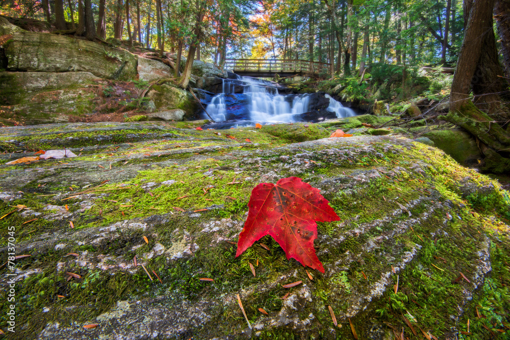 Waterfalls Background with Red Maple Leaf on Rock Stock Photo | Adobe Stock