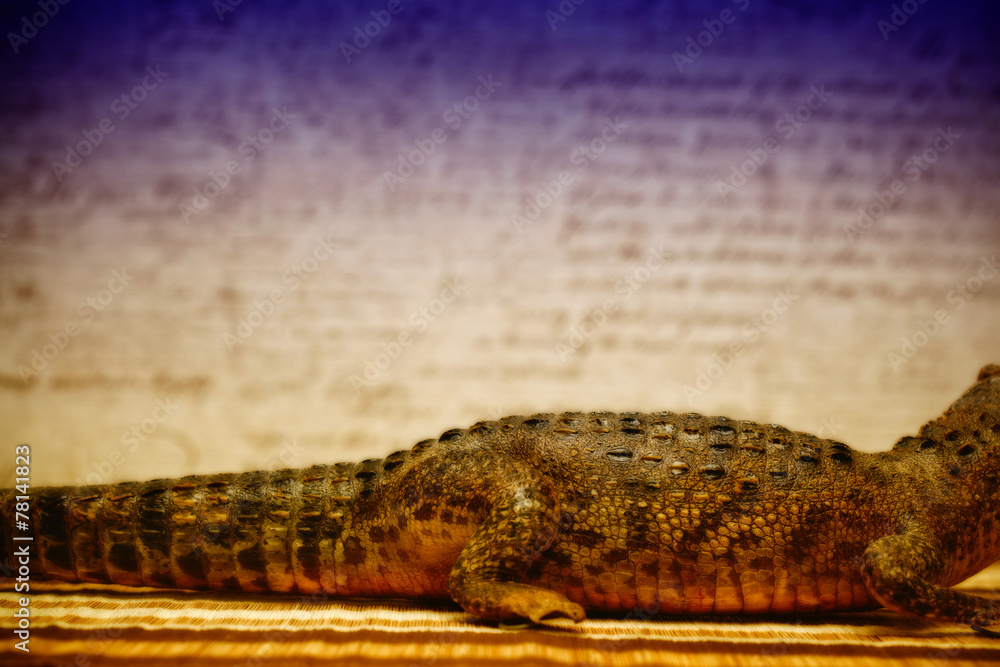 the body of a crocodile close up. skin texture Stock Photo | Adobe Stock