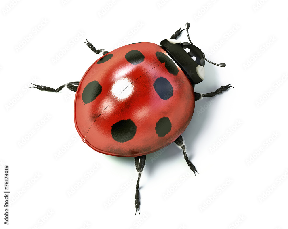 ladybug on white background Stock Illustration | Adobe Stock