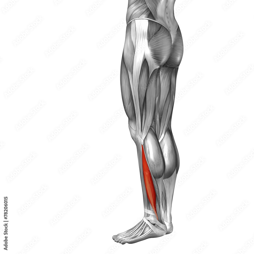 Conceptual 3D human back lower leg muscle anatomy Stock Illustration ...