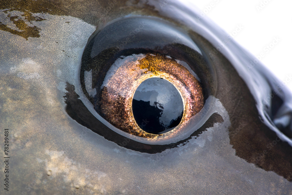 Eye carp Stock Photo | Adobe Stock