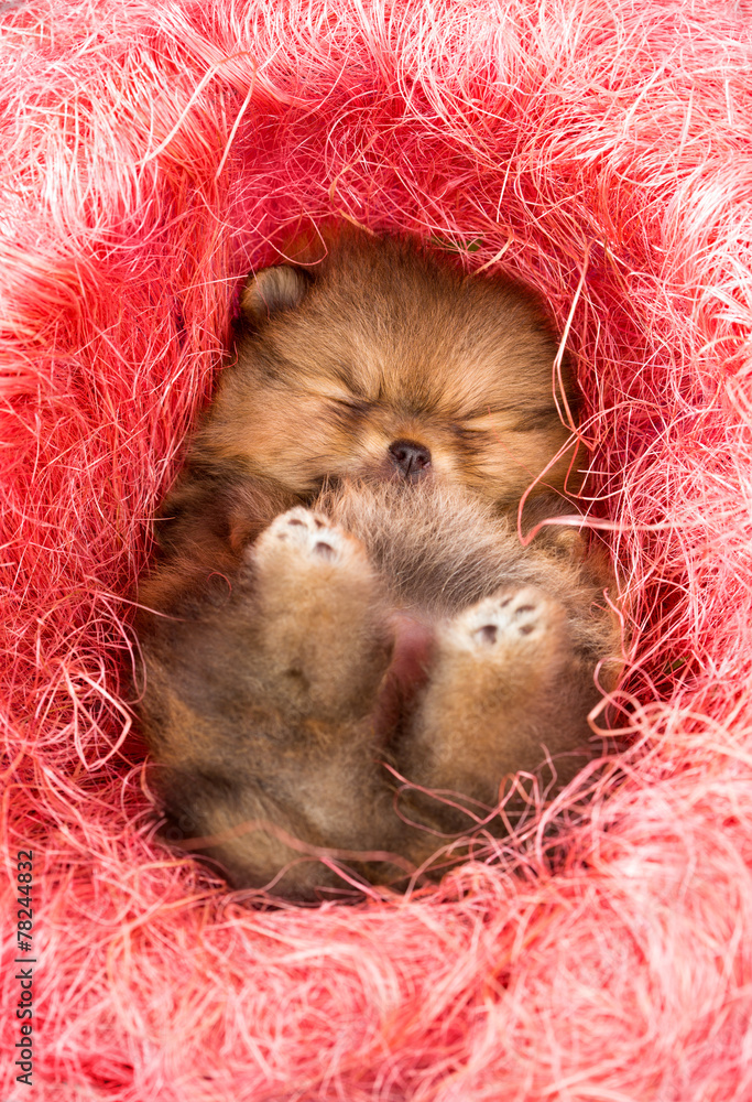 Pink Pomeranian Puppies