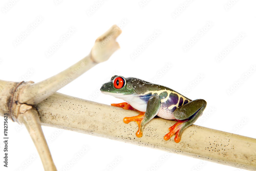 Red eyed tree frog at night on white background Stock Photo | Adobe Stock