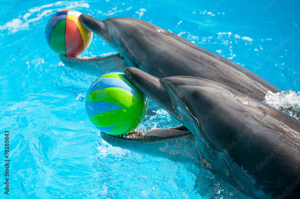 Dolphin playing with the balls Stock Photo | Adobe Stock