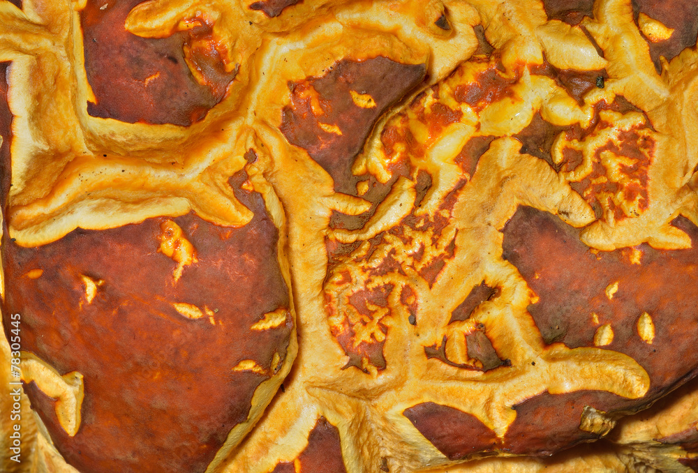 Texture of mushroom 2 Stock Photo | Adobe Stock