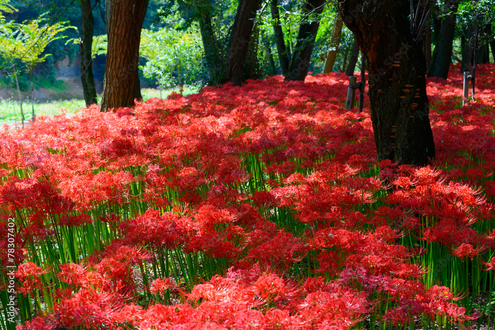 Red spider lily in Kinchakuda, Saitama, Japan Stock Photo | Adobe Stock