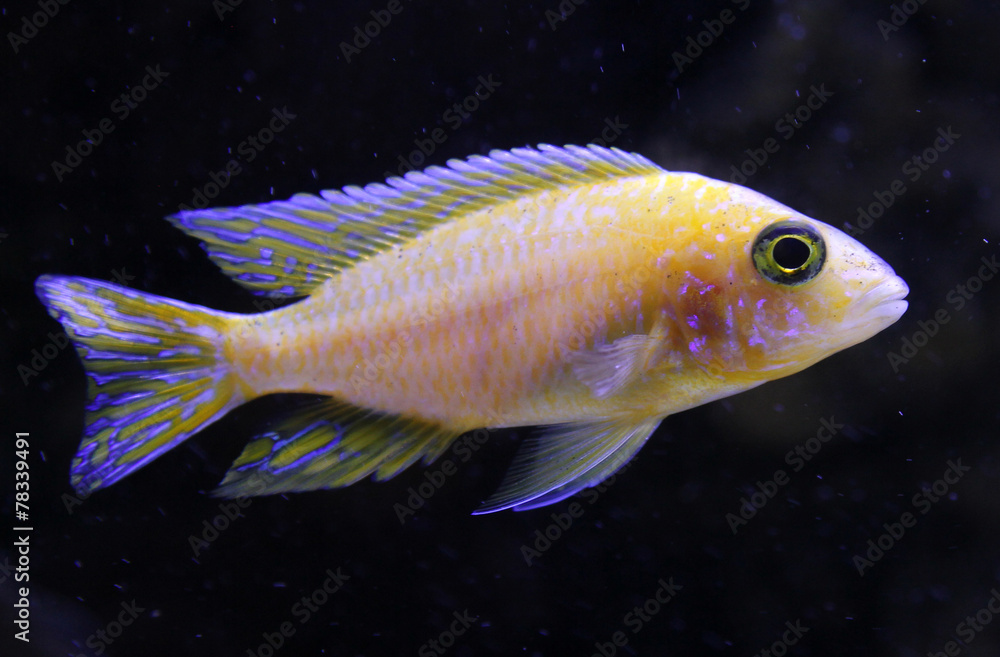 Neon Yellow Fish