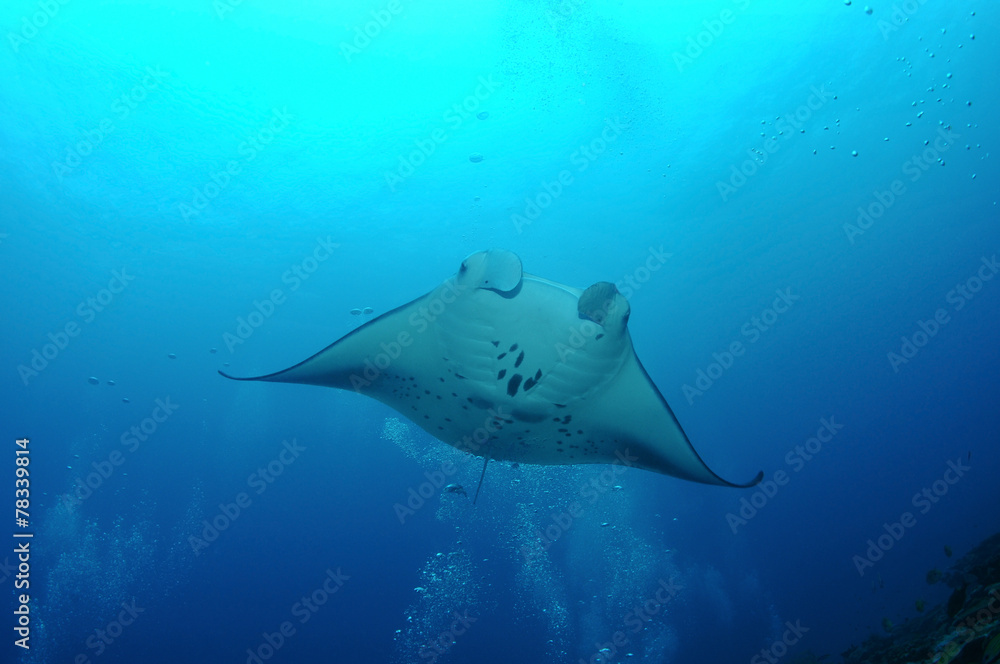 floating manta Stock Photo | Adobe Stock