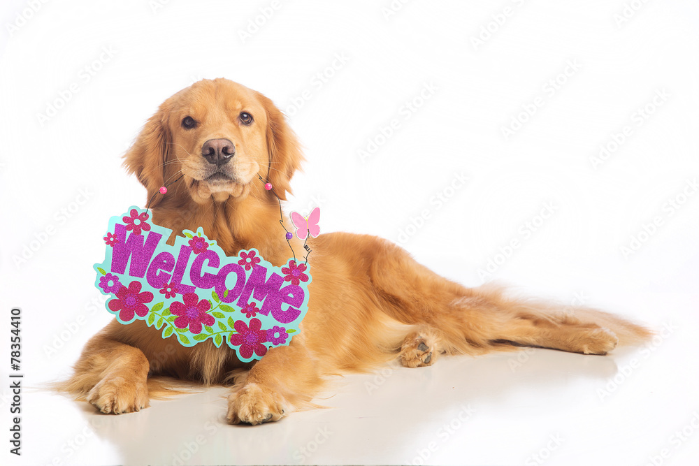 Dog holding welcome sign Stock Photo | Adobe Stock