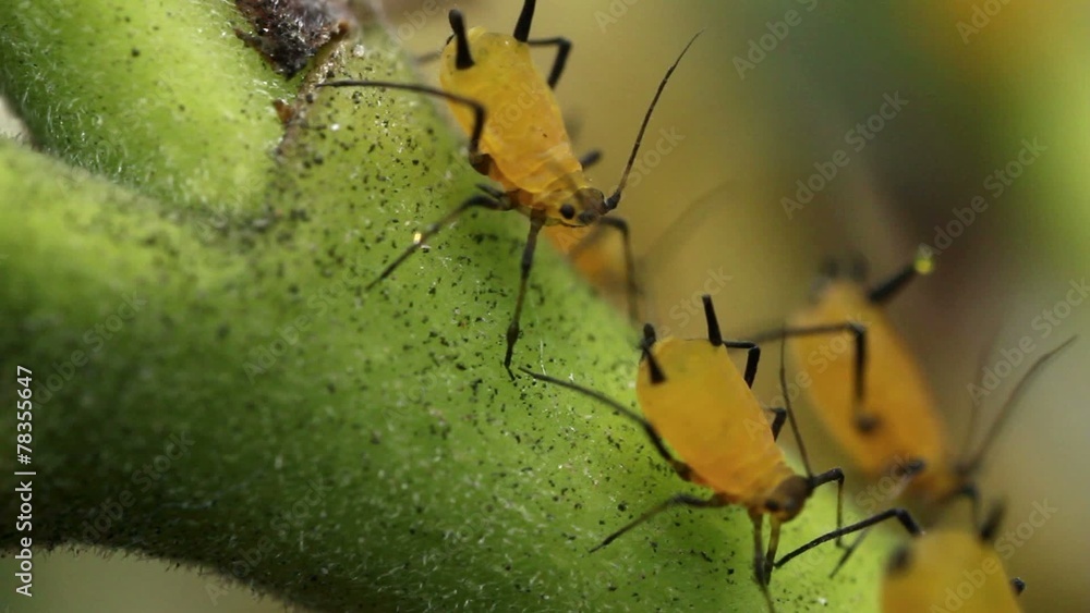 Oleander Aphids (Aphis nerii) Stock Video | Adobe Stock
