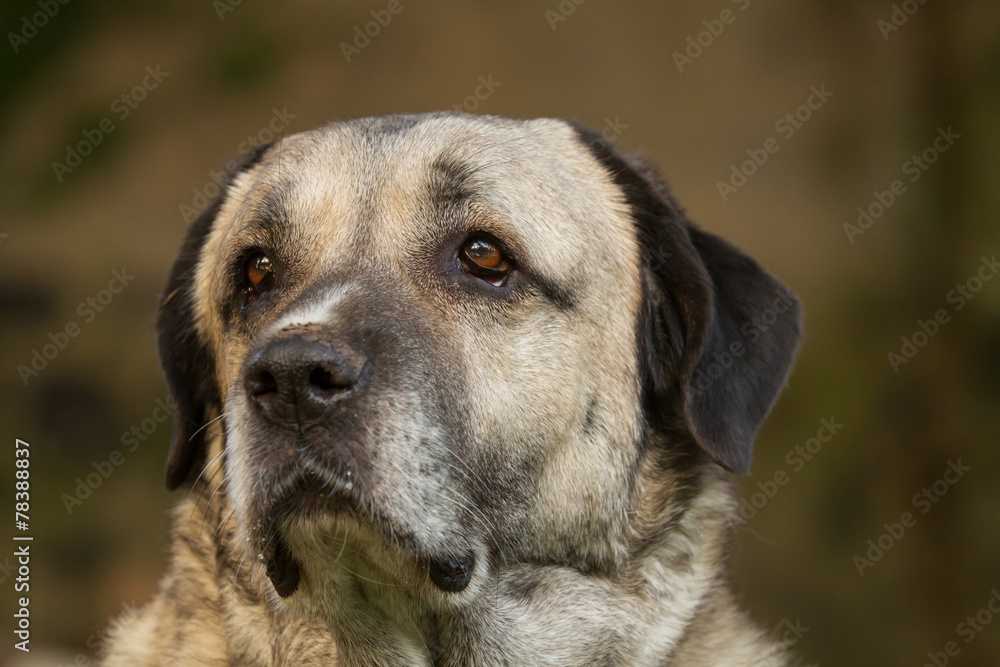 Kangal Portrait Stock Photo | Adobe Stock