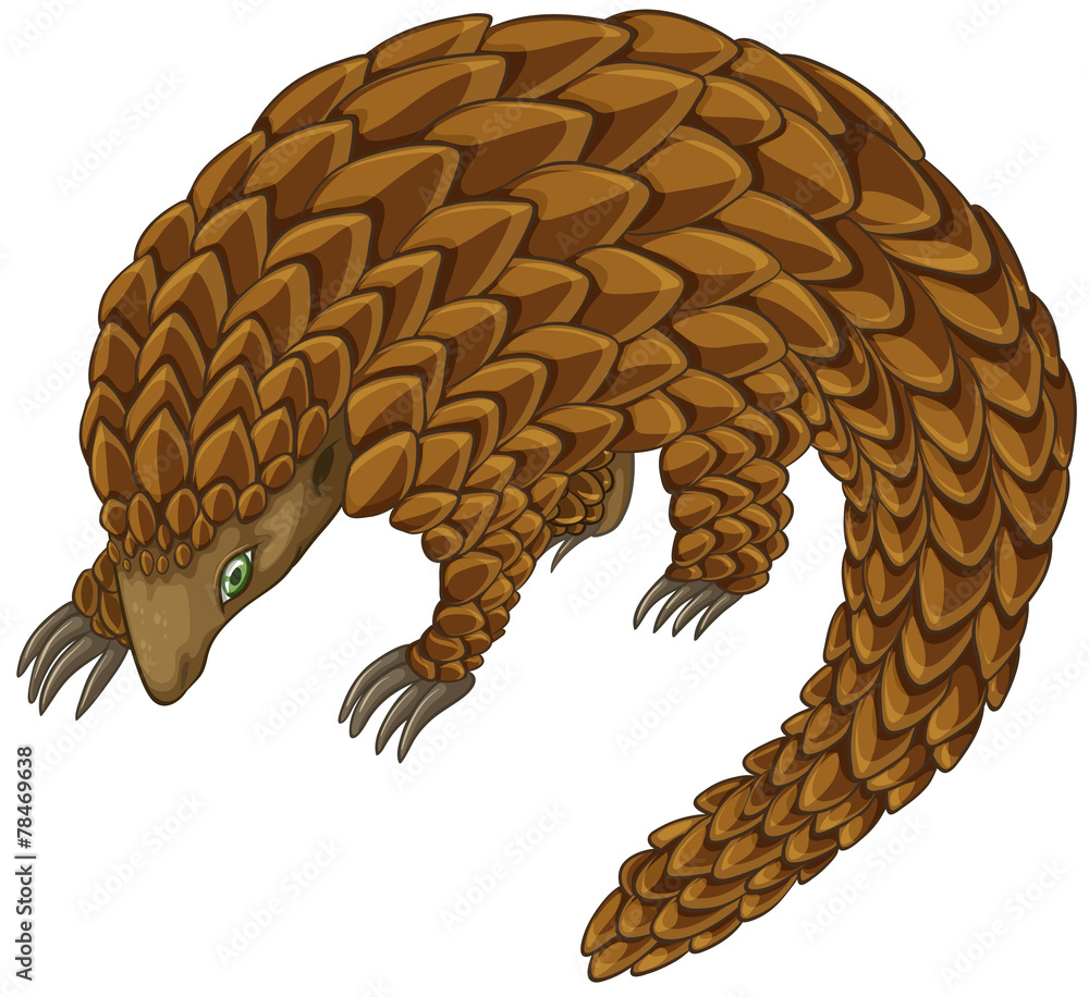Pangolin Stock Vector | Adobe Stock