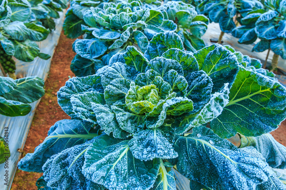 Frosted vegetables in the winter at Doi Ang Khang, Thailand Stock Photo ...